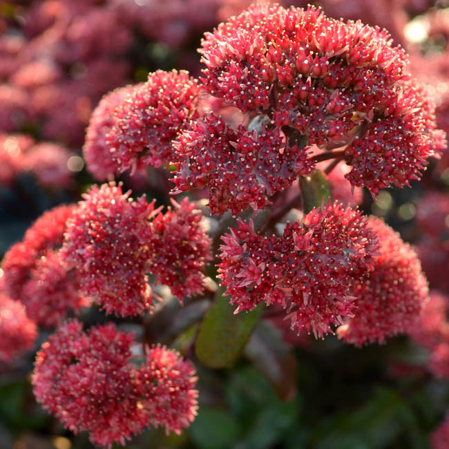 Sedum 'Desert Red' (Stonecrop)