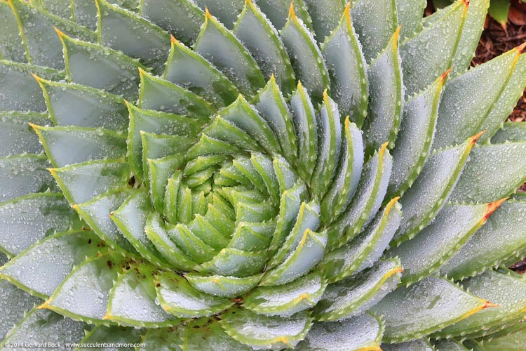Aloe polyphylla (Spiral Aloe)