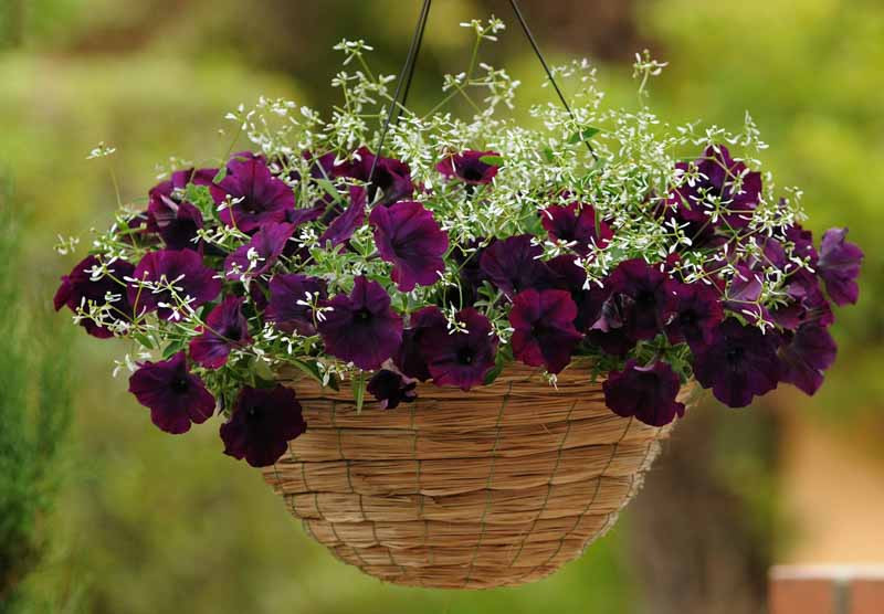 Petunia 'Easy Wave Burgundy Velour'