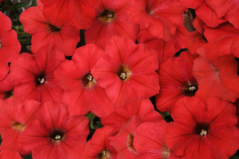 Petunia 'Easy Wave Red'