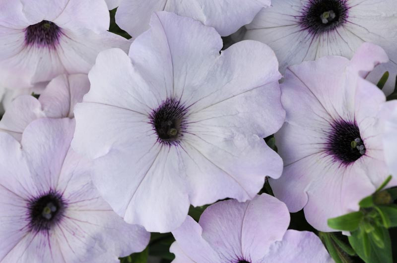 Petunia 'Easy Wave Silver'