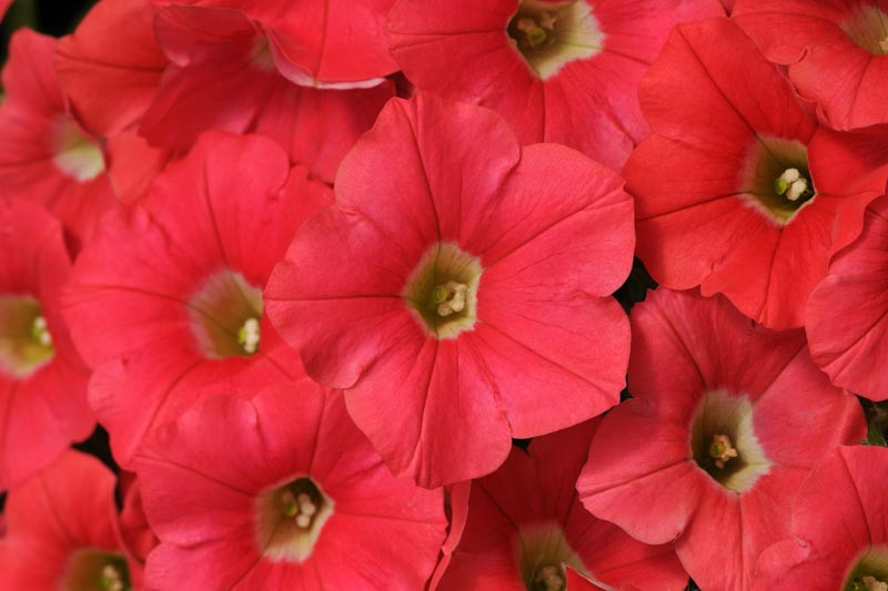 Petunia 'Shock Wave Coral Crush'