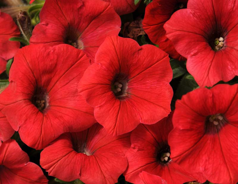 Petunia 'Shock Wave Red'