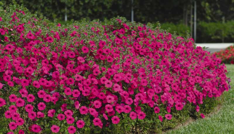 Petunia 'Tidal Wave Purple'