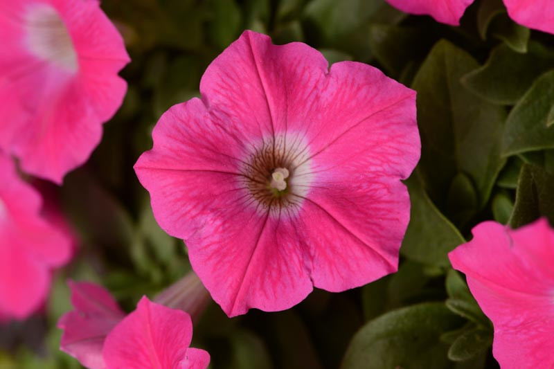 Petunia 'Wave Rose'