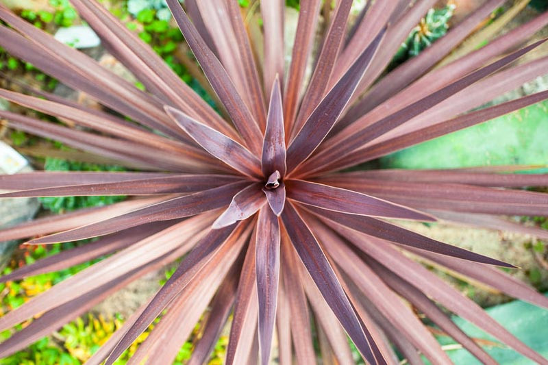 Cordyline australis 'Red Star' (Cabbage Tree)