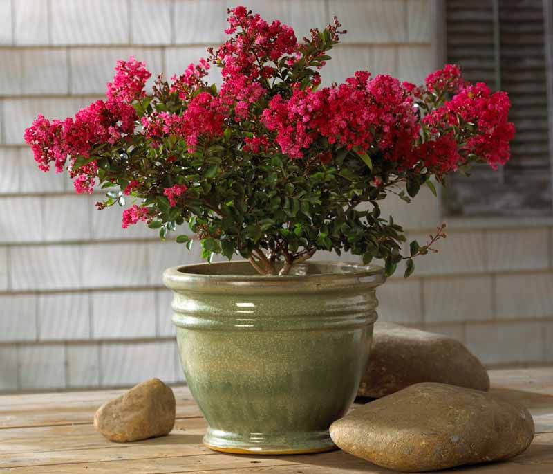 Lagerstroemia Strawberry Dazzle® (Crape Myrtle)