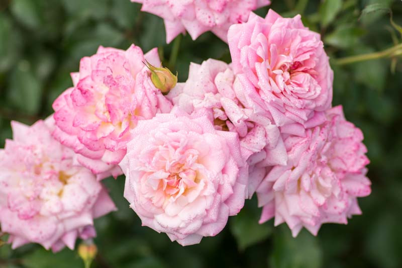 Rosa Sweet Drift® (Groundcover Rose)