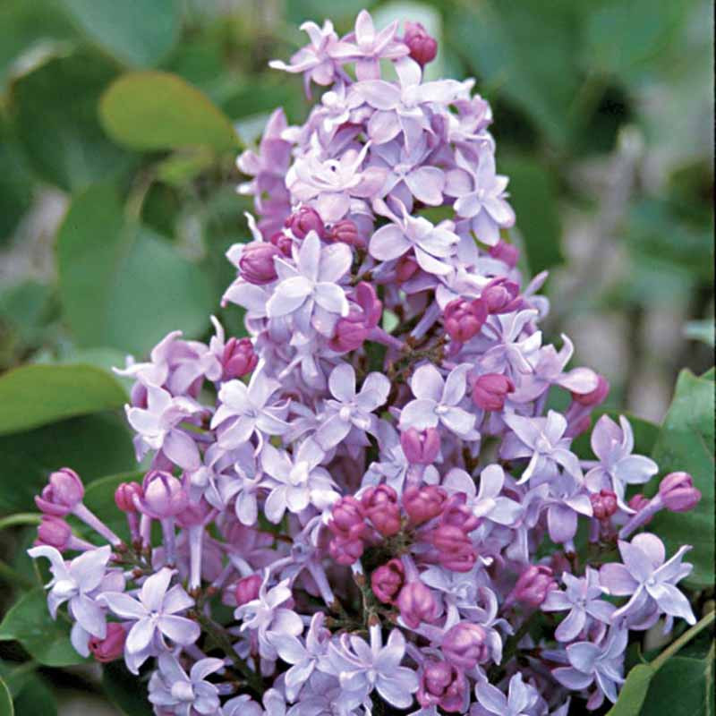 Syringa x hyacinthiflora 'Evangeline' (Early Flowering Lilac)