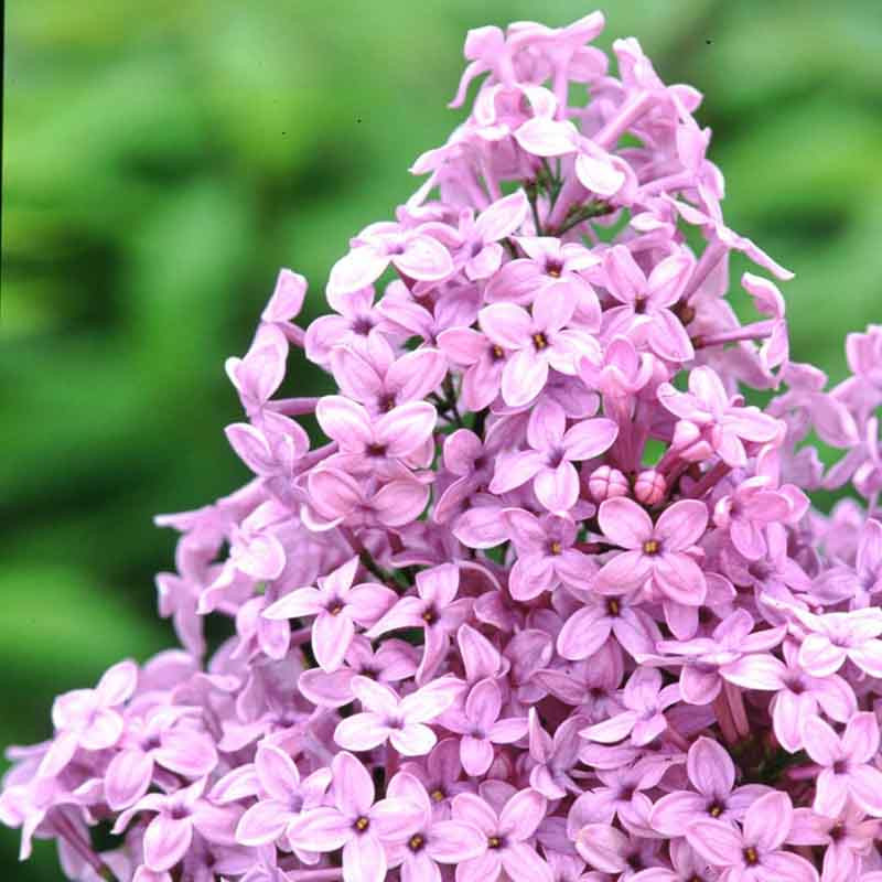 Syringa x chinensis 'Lilac Sunday' (Chinese Lilac)