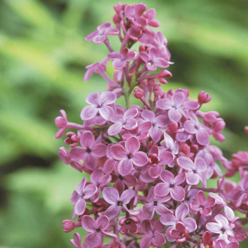 Syringa x hyacinthiflora 'Pocahontas' (Early Flowering Lilac)