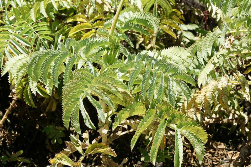 Melianthus major (Honey Bush)