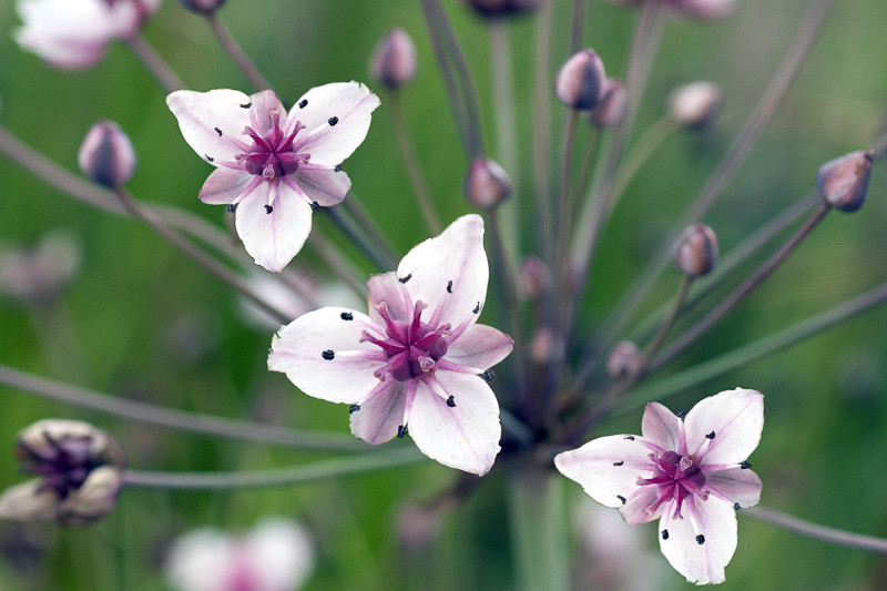 Butomus umbellatus (Flowering Rush)
