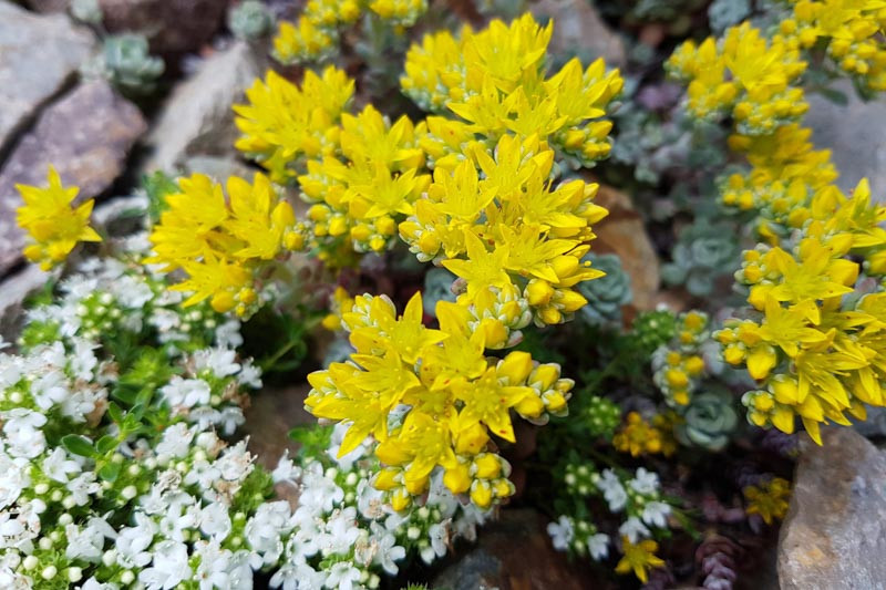 Sedum oreganum (Oregon Stonecrop)
