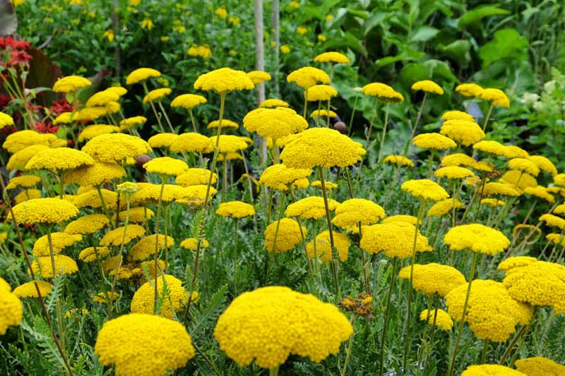 Achillea filipendulina 'Cloth of Gold' (Fern-Leaf Yarrow)