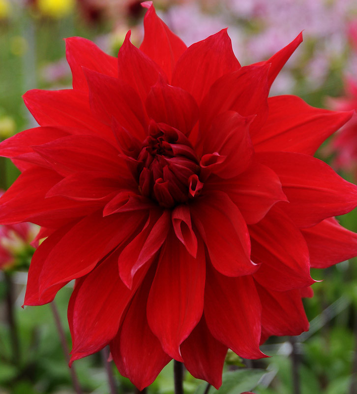 Dahlia 'Babylon Red'