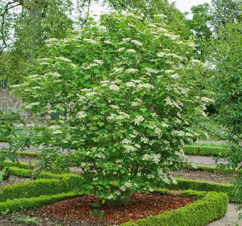 Viburnum opulus 'Xanthocarpum' (European Cranberrybush)