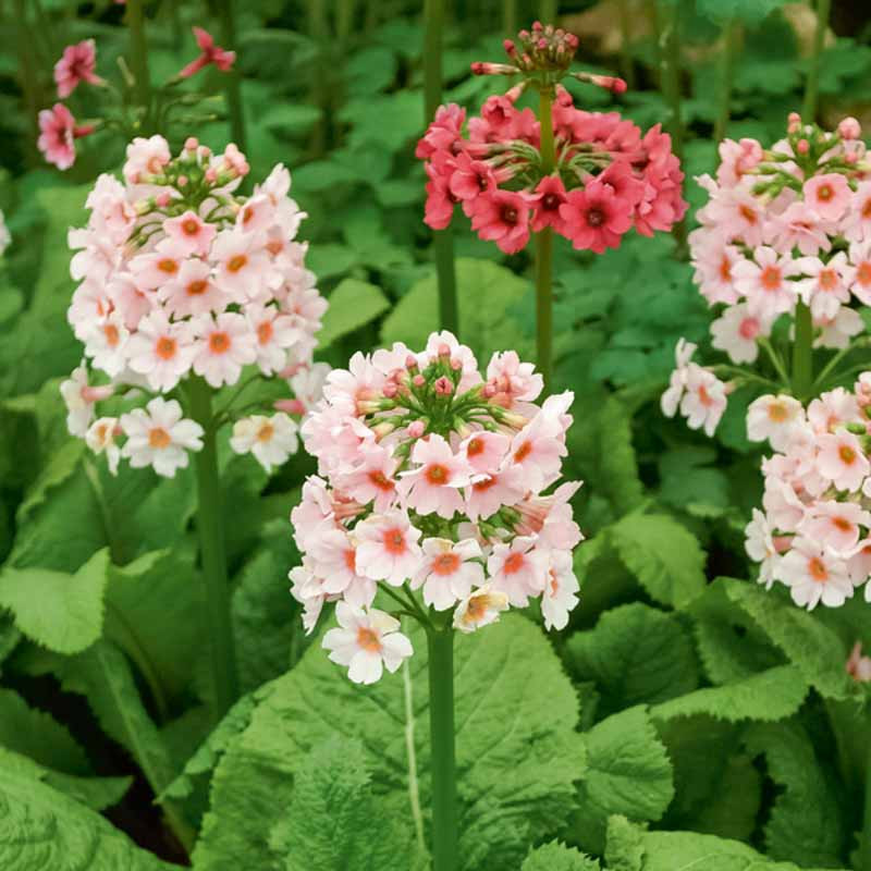 Primula japonica 'Apple Blossom' (Japanese Primrose)