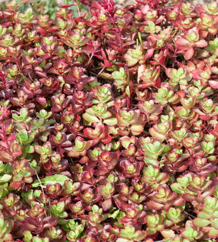 Sedum spurium 'Dragon's Blood' (Caucasian Stonecrop)