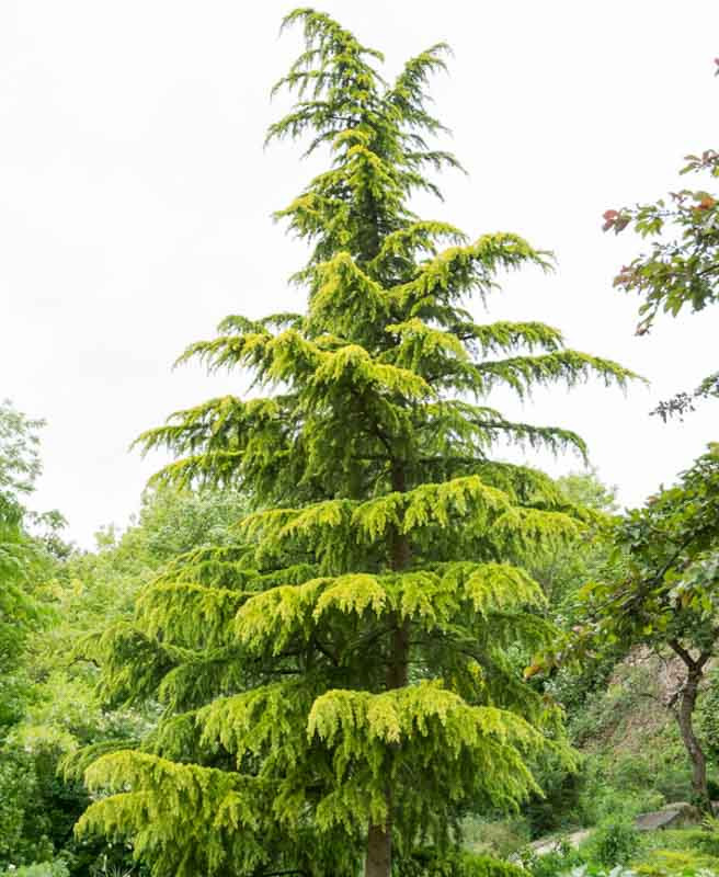 Cedrus deodara 'Aurea' (Deodar Cedar)