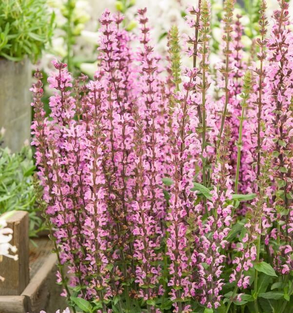 Salvia nemorosa 'New Dimension Rose' (Sage)