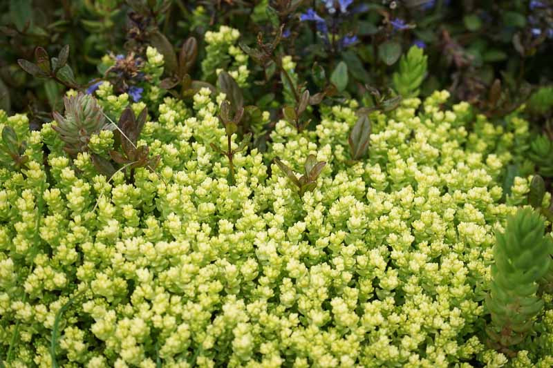 Sedum acre 'Aureum' (Gold Moss)
