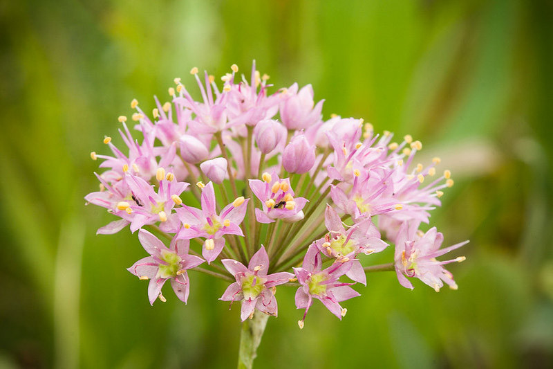 Allium stellatum (Prairie Onion)