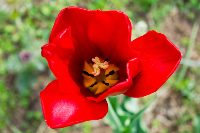 Tulipa 'Red Impression' (Darwin Hybrid Tulip)