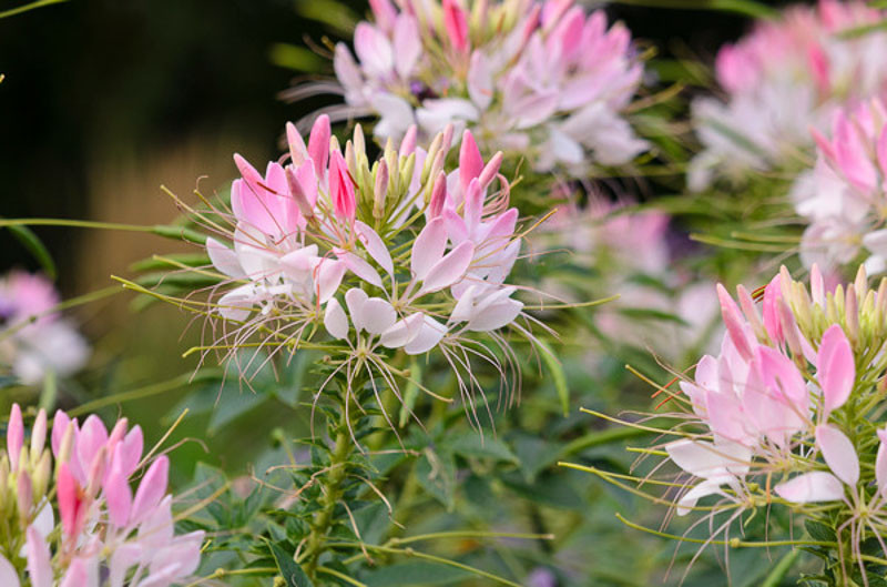 Cleome hassleriana 'Sparkler Blush' (Spider Flower)