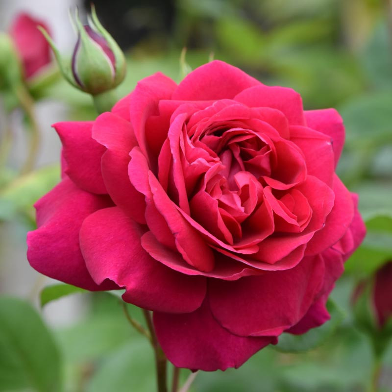 Rosa Tess of The d'Urbervilles (English Rose)