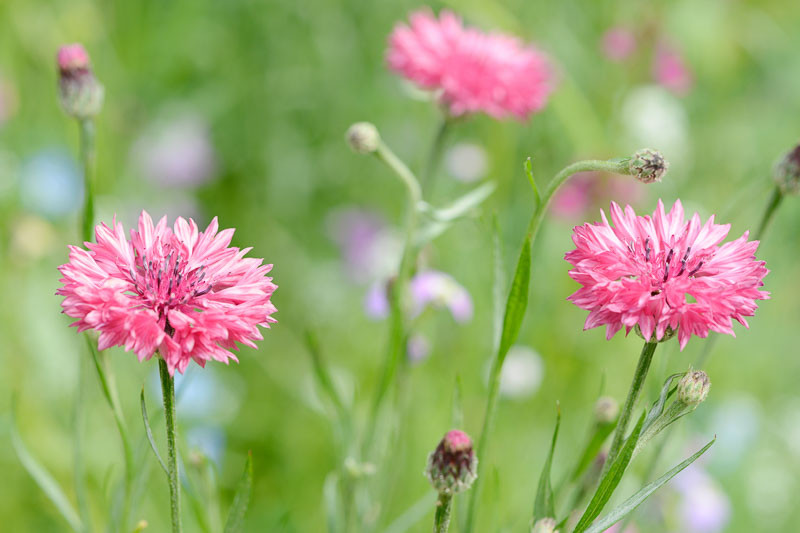 Centaurea cyanus 'Pinkie' (Cornflower)