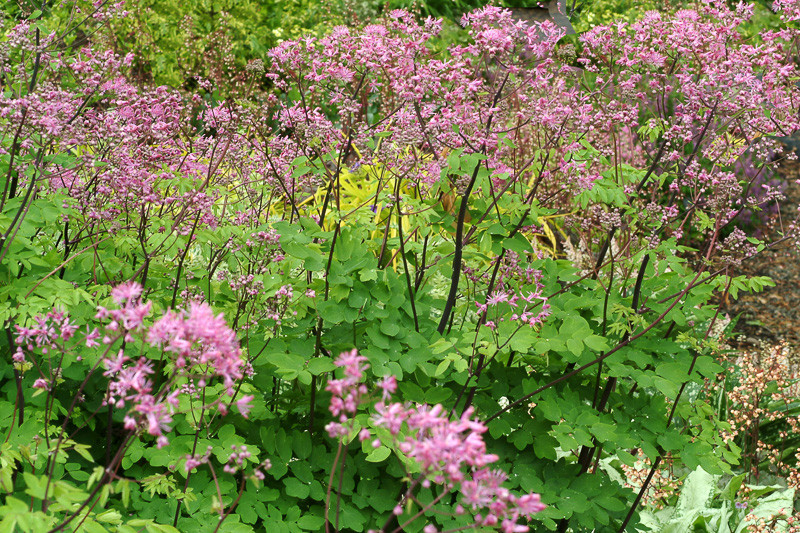 Thalictrum 'Black Stockings' (Meadow Rue)