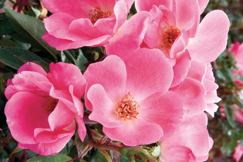 Rosa Pink Knock Out® (Shrub Rose)
