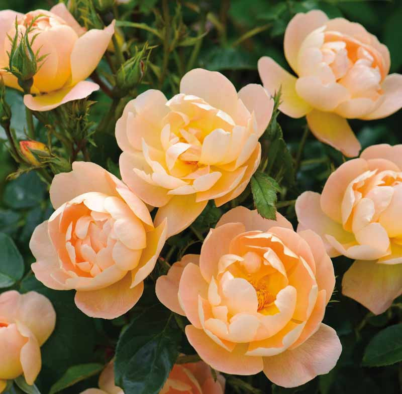 Rosa The Lark Ascending (English Rose)