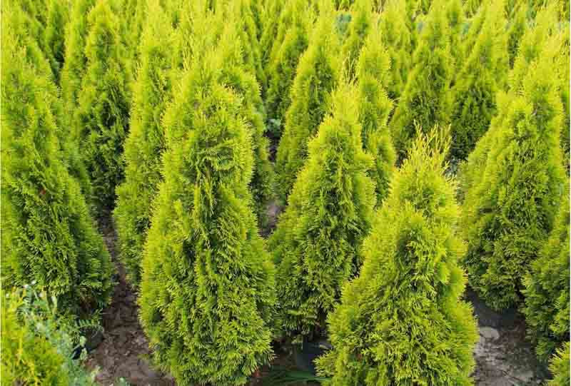 Thuja occidentalis 'Janed Gold' (American Arborvitae)