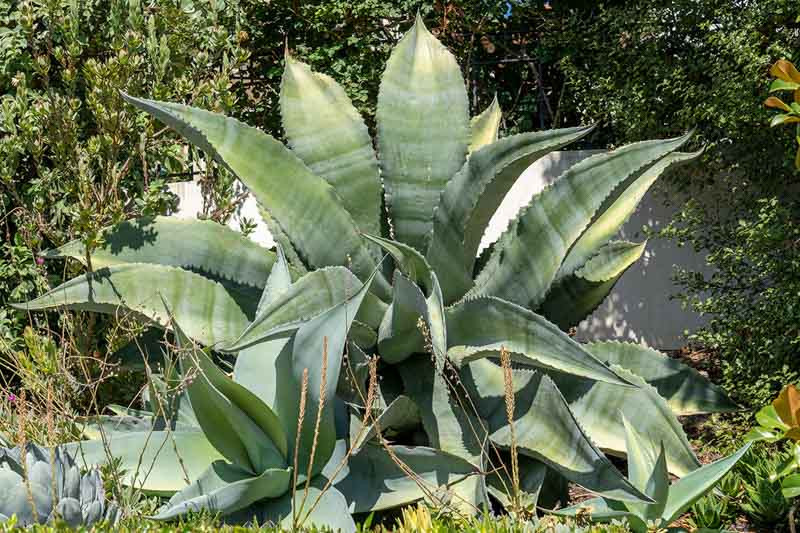 Agave marmorata (Marbled Agave)