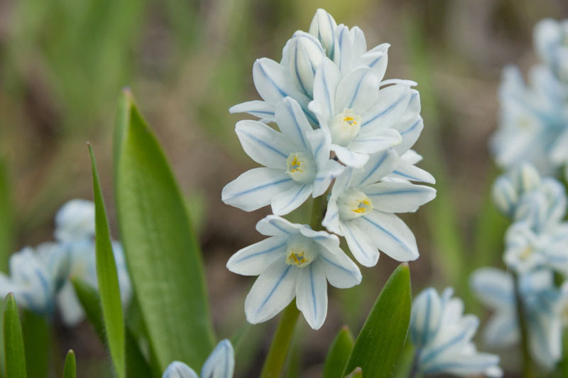 Scilla mischtschenkoana 'Tubergeniana' (White Squill)