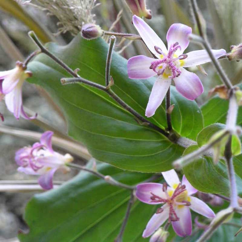 Tricyrtis hirta 'Tojen' (Toad Lily)