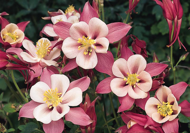 Aquilegia Songbird 'Robin' (Columbine)