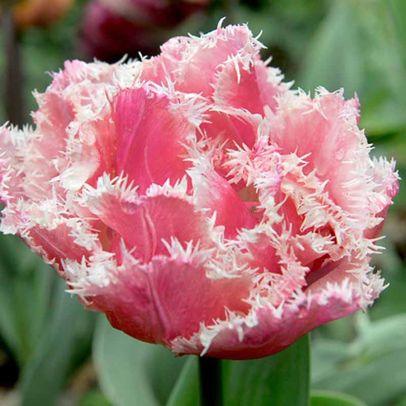 Tulipa 'Queensland' (Fringed Tulip)