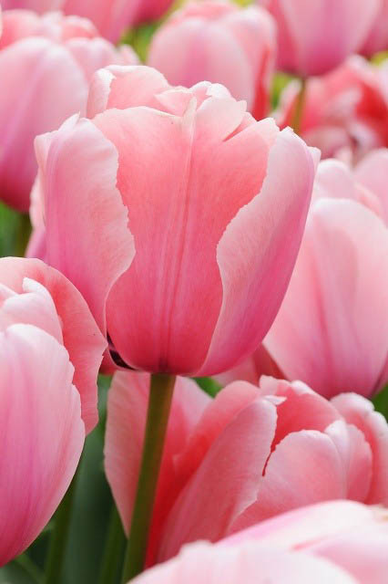 Tulipa 'Pink Diamond' (Single Late Tulip)