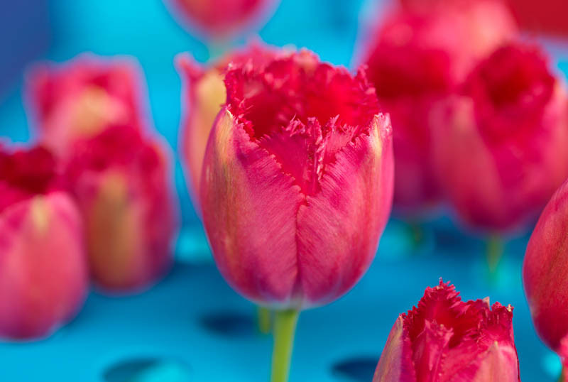 Tulipa 'Burgundy Lace' (Fringed Tulip)
