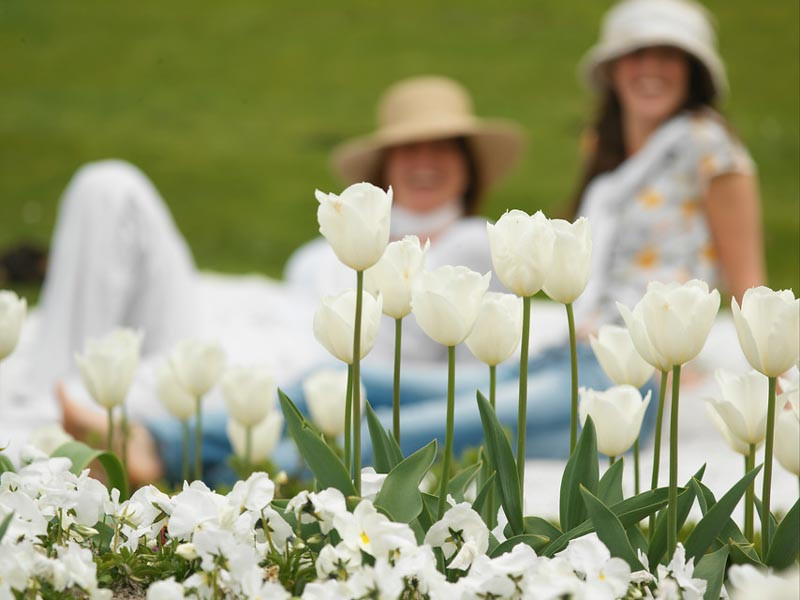 Tulipa 'Calgary' (Triumph Tulip)