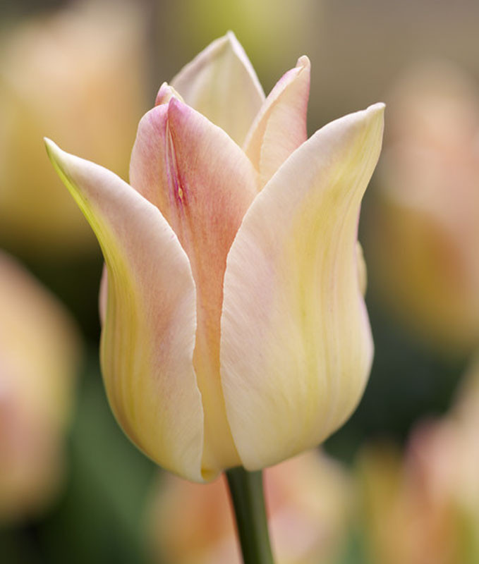 Tulipa 'Elegant Lady' (Lily-Flowered Tulip)