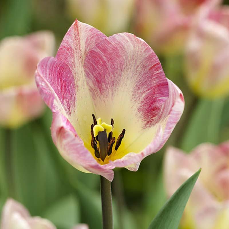 Tulipa 'Flaming Purissima' (Fosteriana Tulip)