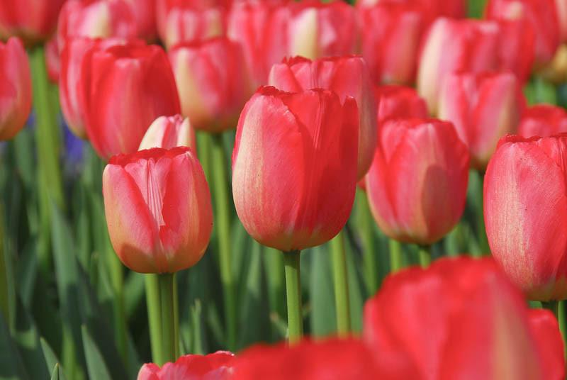 Tulipa 'Judith Leyster' (Triumph Tulip)