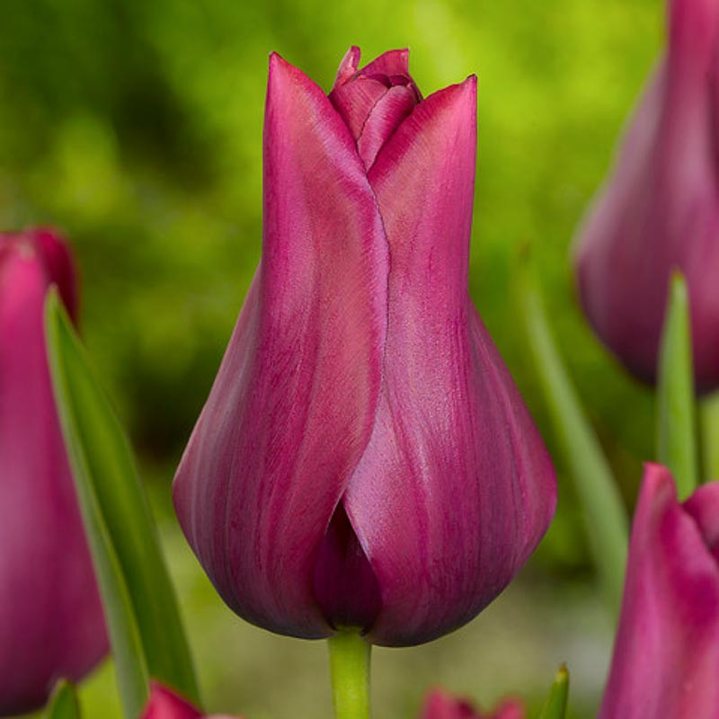 Tulipa 'Merlot' (Lily-Flowered Tulip)