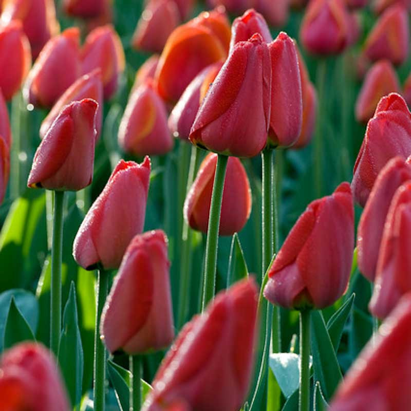 Tulipa 'Parade' (Darwin Hybrid Tulip)