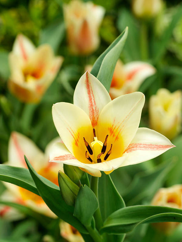 Tulipa 'Quebec' (Greigii Tulip)