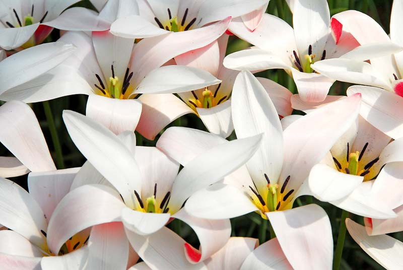 Tulipa Clusiana 'Lady Jane' (Botanical Tulip)
